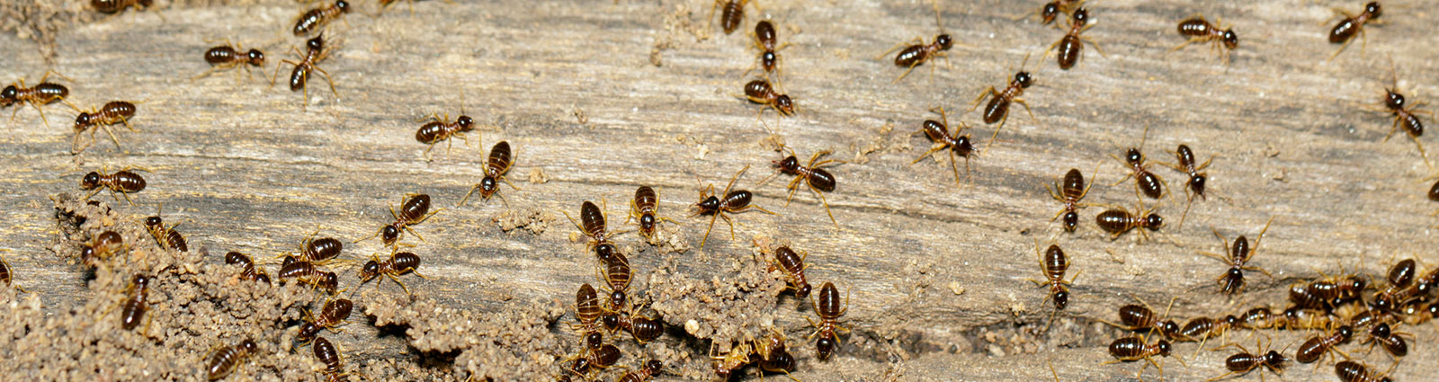 Termite Swarming Season Hometown Pest Control termite-swarming-season-hometown-pest-control
