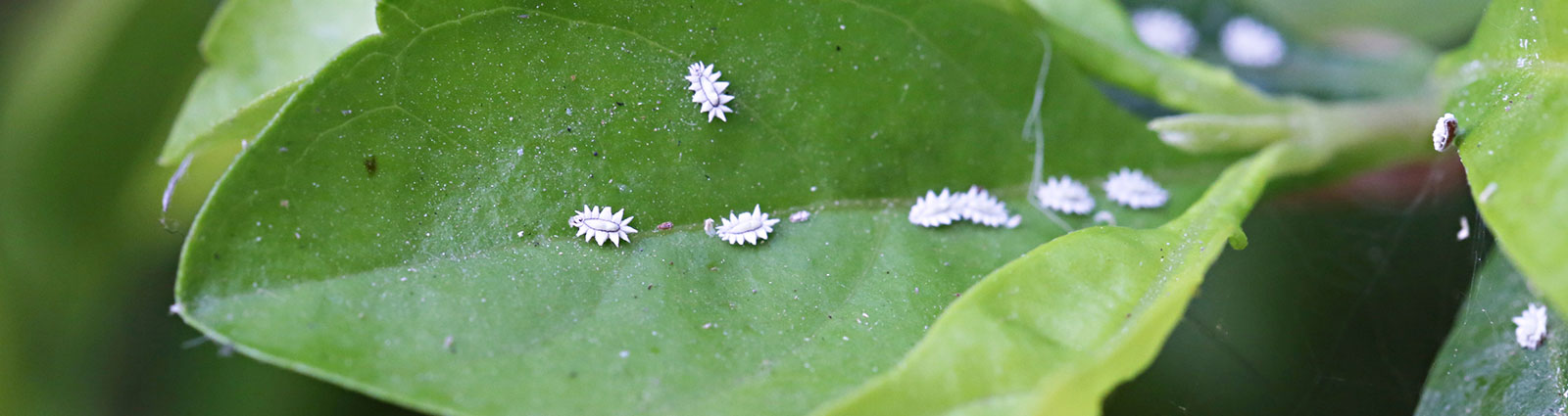 Ficus Hedge Whitefly