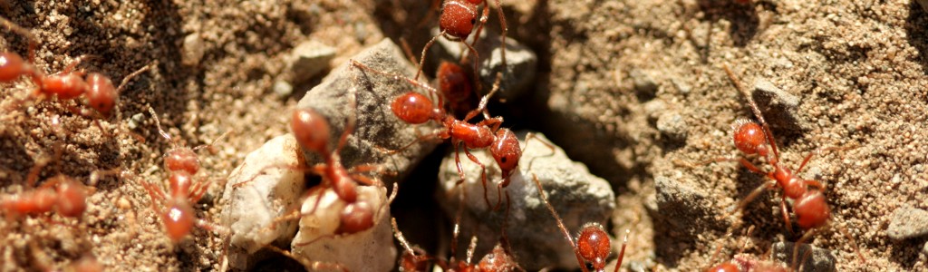Are There Fire Ants in Florida? | Hometown Pest Blog