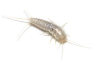 What Are Silverfish and Where Can They Be Found in South Florida ...