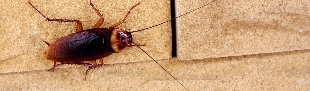 What You Need to Know About Florida Cockroaches | Hometown Blog