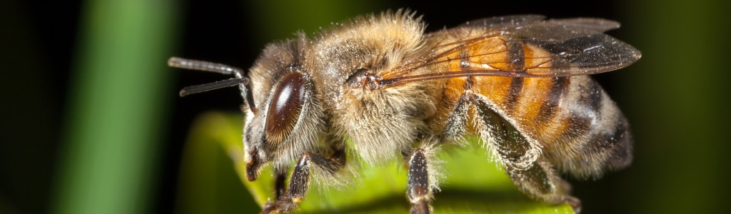 Africanized Bees in Florida | Hometown Blog