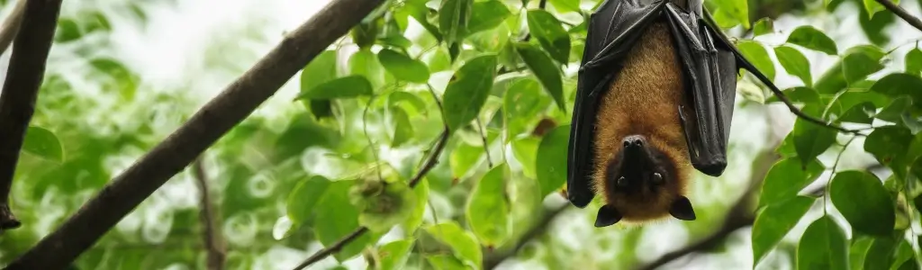 Bat Control Services | Hometown Pest Control