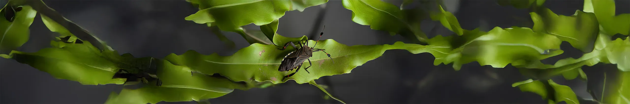 Chinch Bug Lawn Damage & Control | Identifying Chinch Bug Damage